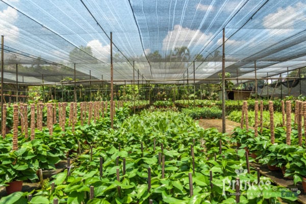 Who We Are | Prince's Landscape Pte. Ltd.