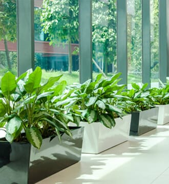 Corporate Plant Rental – Princelandscape