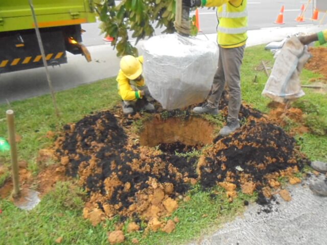 Tree Planting in Singapore: A Green Initiative for a Sustainable Future