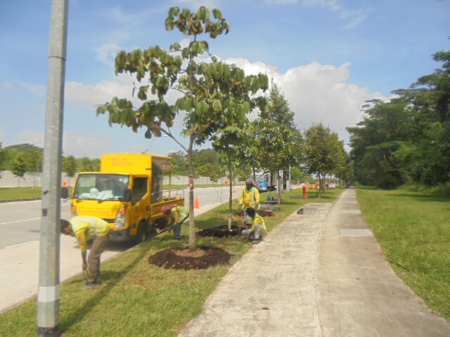 Growing Green: Tree Planting in Singapore