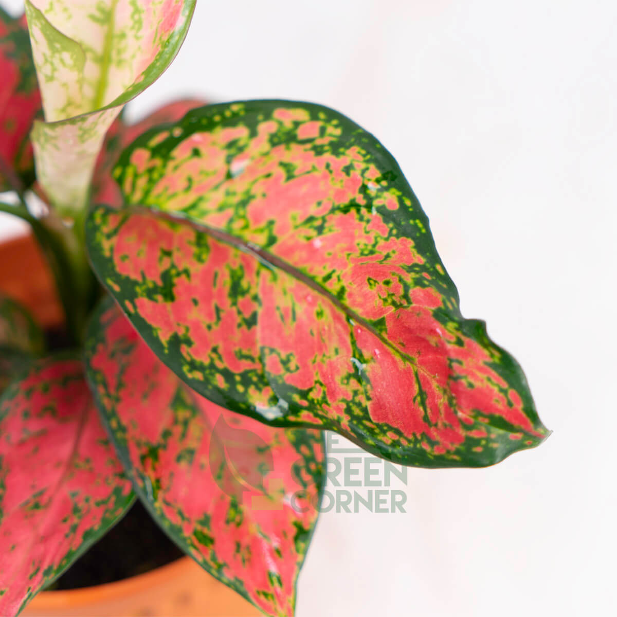 Aglaonema 'Ruby Red' Pot 120mm | Prince's Landscape Pte. Ltd.