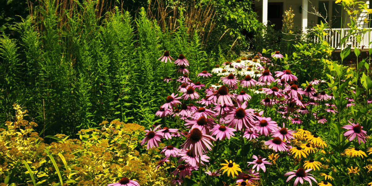 Everything about Green roofing and the advantages it offers | Prince's ...