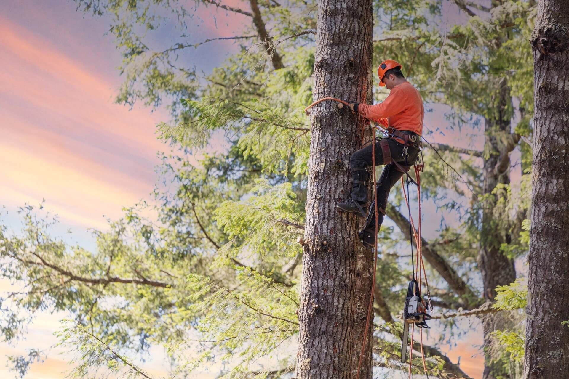 The Role of Arboriculture in Sustainable Urban Development