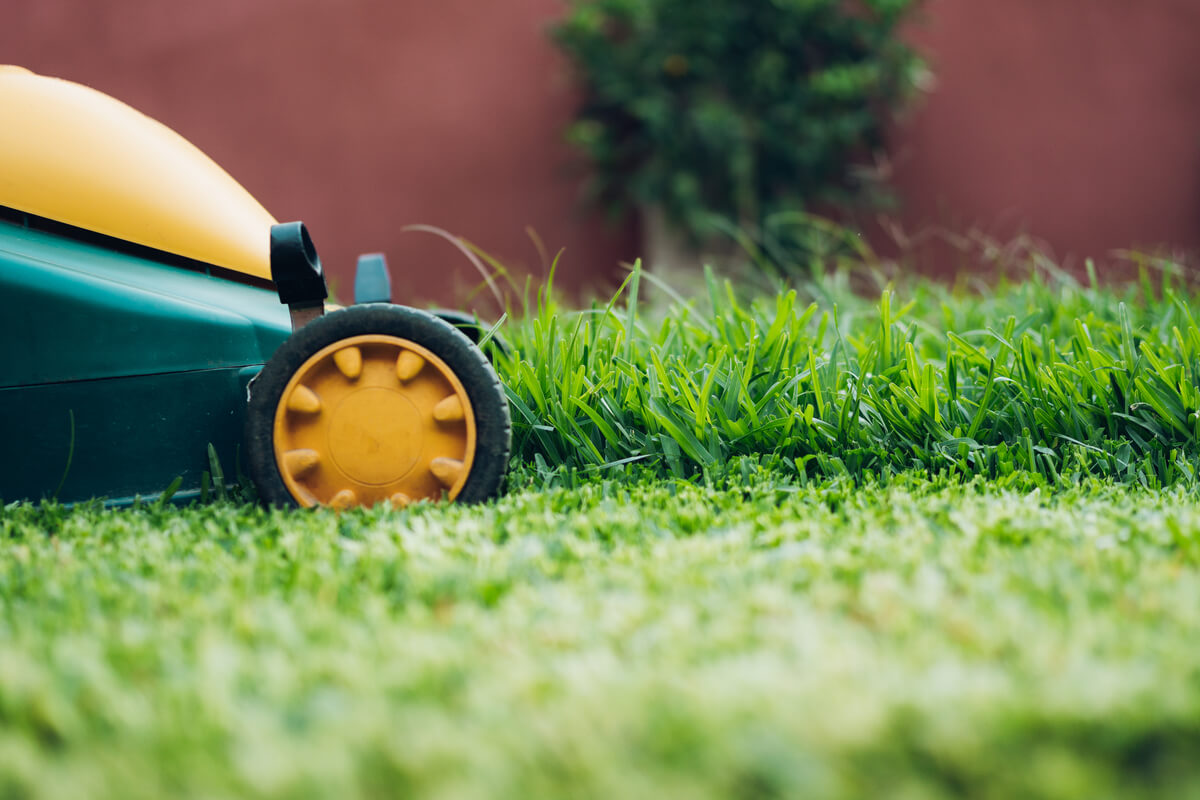 #1 Grass Cutting Services in Singapore | Expert Grass Cutter